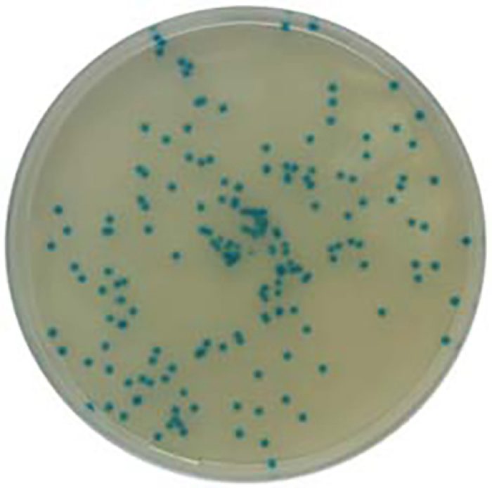 Colorex Orientation Medium - LABFAB