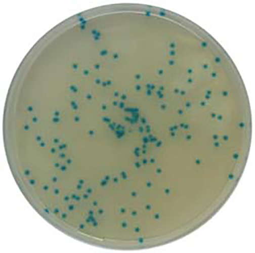 Colorex Orientation Medium - LABFAB