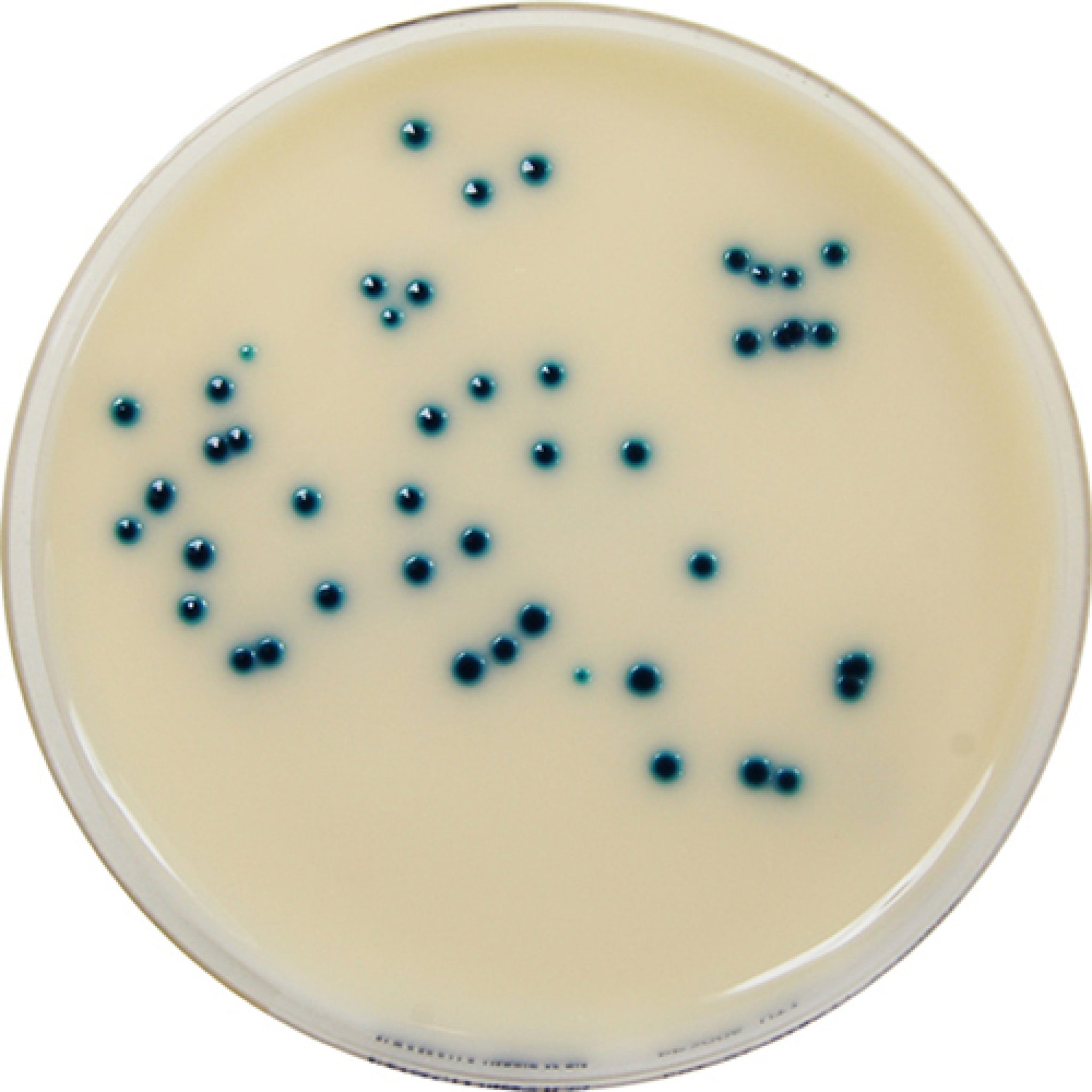 Primary UTI Chromogenic Agar - Opaque - LABFAB