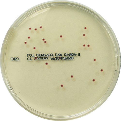 Colorex Chromogenic O157 CT - LABFAB