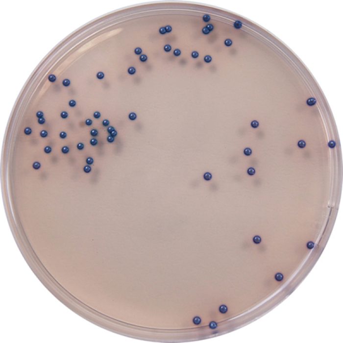 Colorex Strep B Agar - LABFAB