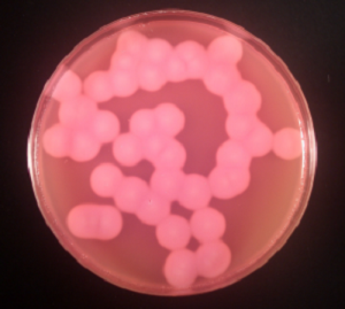 BACILLUS CEREUS AGAR - MYP - LABFAB