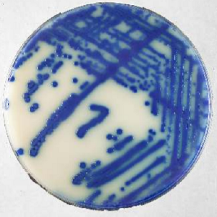 CRE agar (CE) - ChromArt - LABFAB